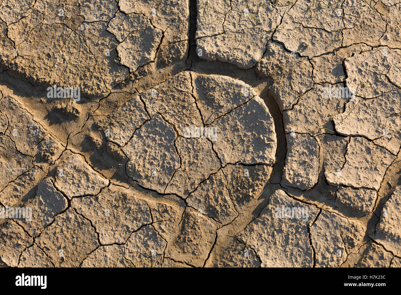 Cracked dry earth texture, desert land Stock Photo - Alamy