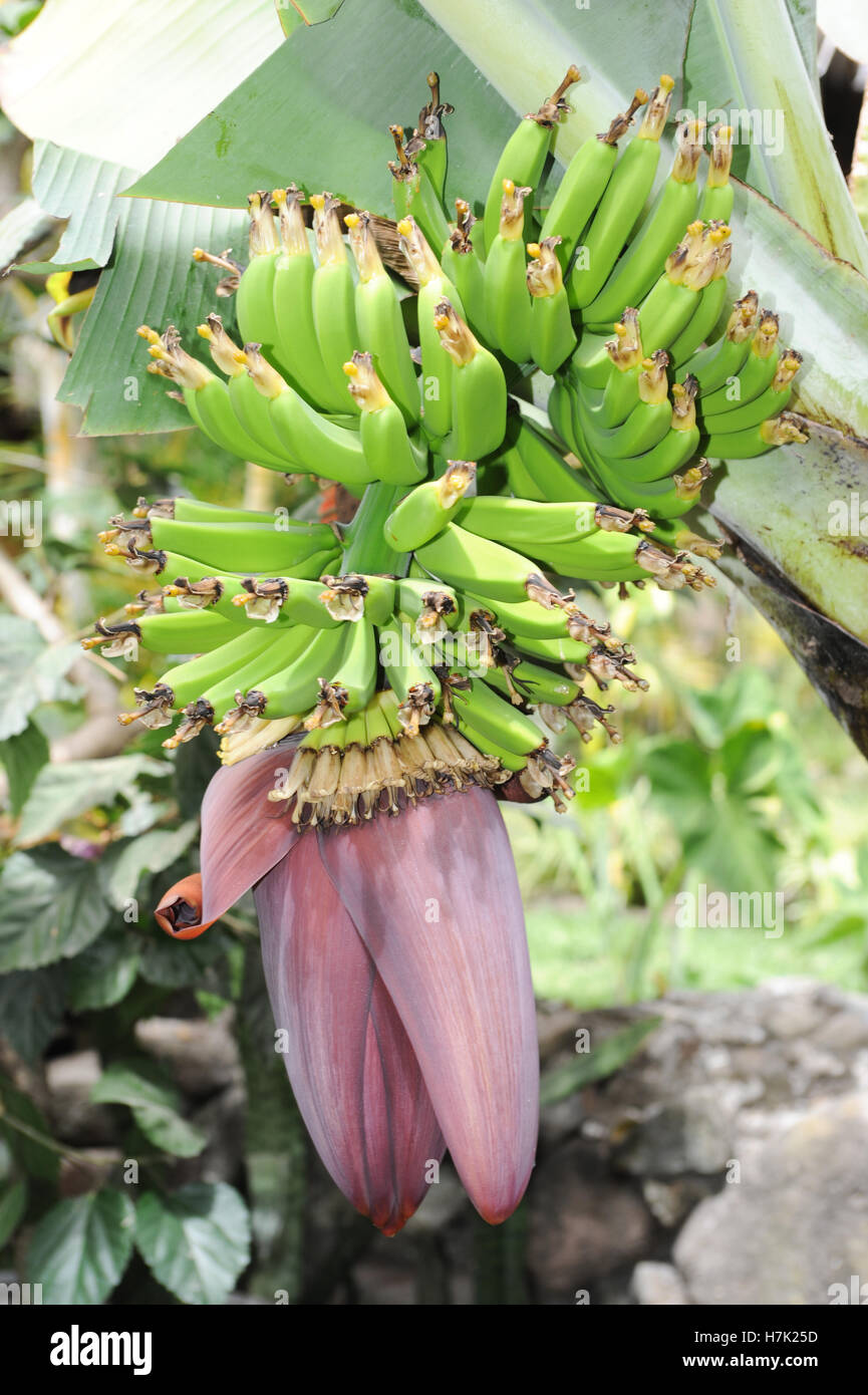 Banana branch on a tree Stock Photo - Alamy