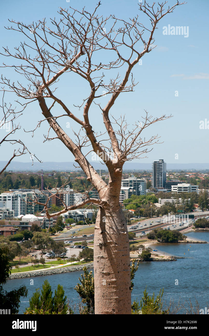 Boab tree hi-res stock photography and images - Alamy