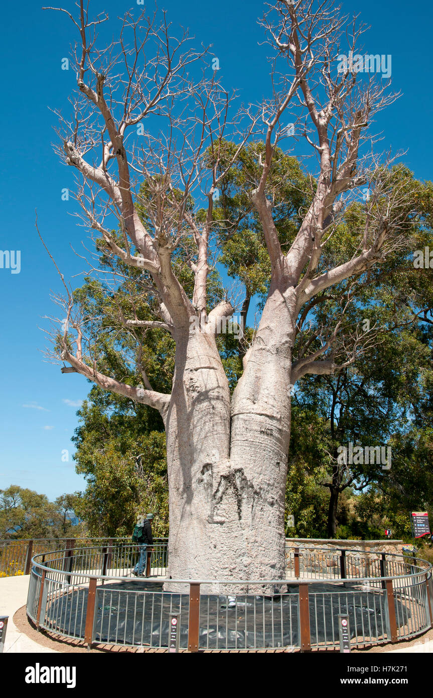 Boab tree hi-res stock photography and images - Alamy