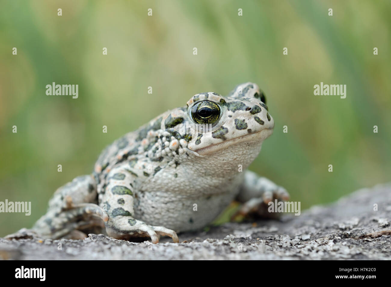 Picture green toad nice hi-res stock photography and images - Alamy