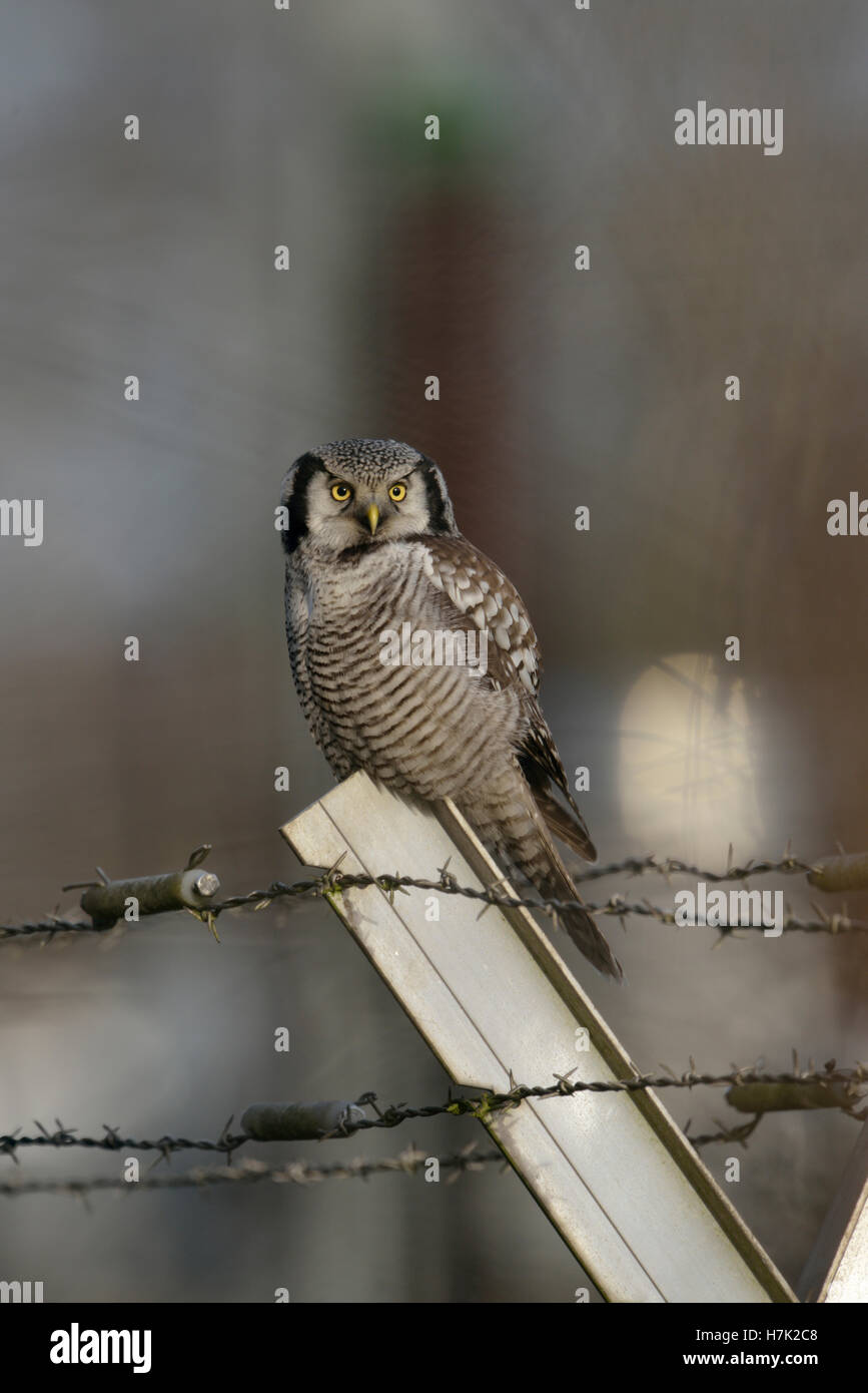 Surnia ulula images hi-res stock photography and images - Alamy