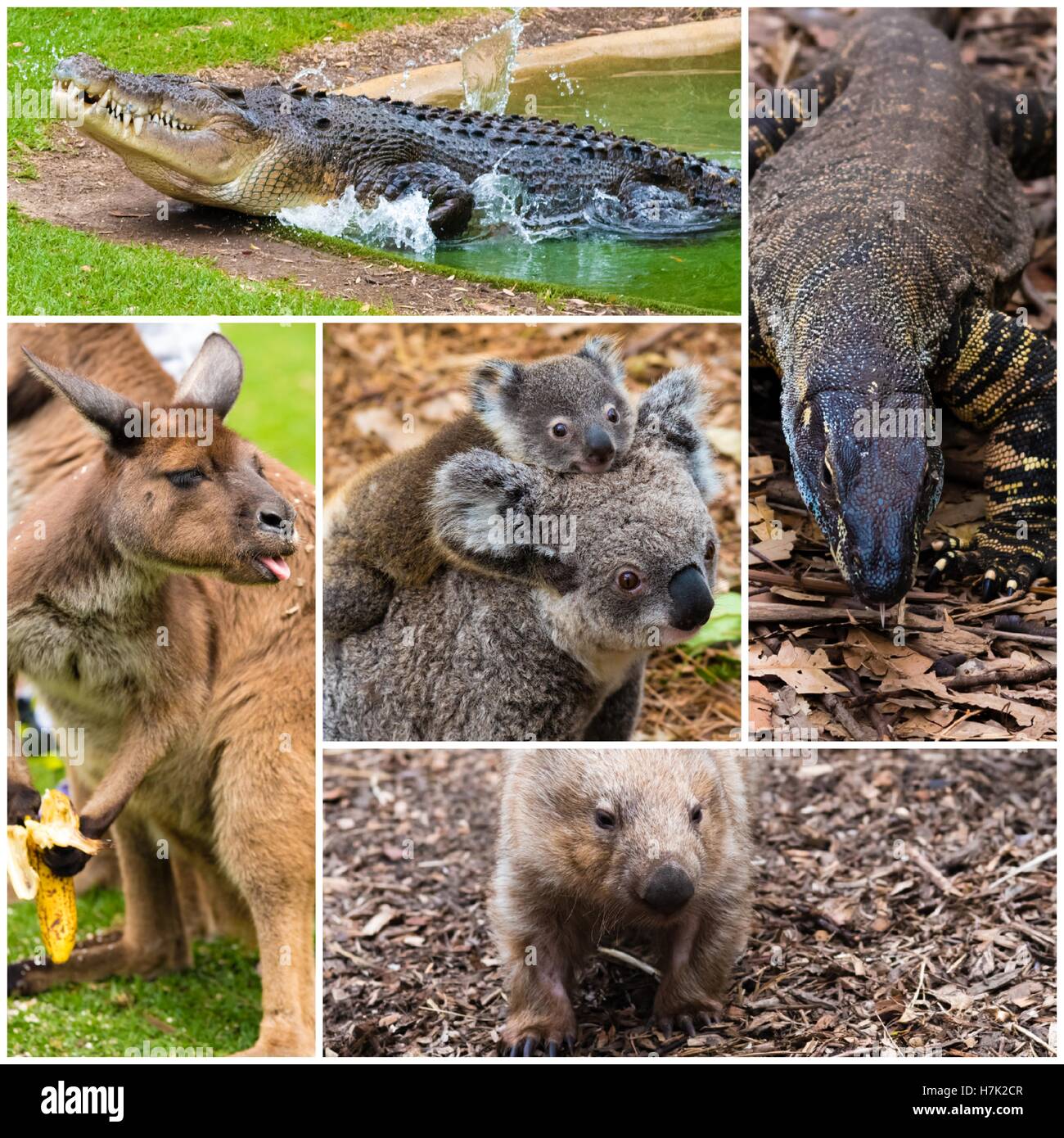 Photo collage australian native wildlife hi-res stock photography and ...