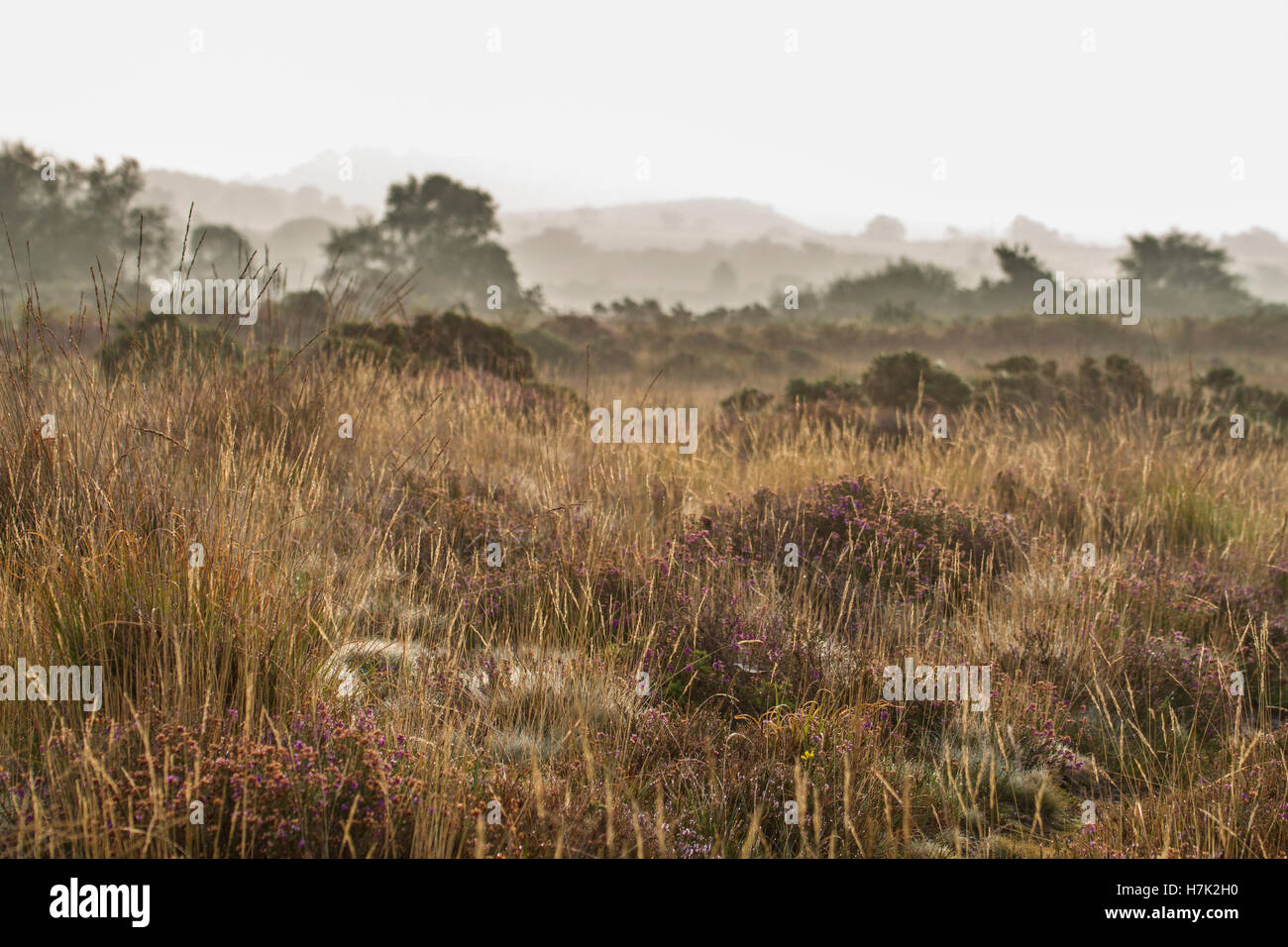 Mist heathland hi-res stock photography and images - Alamy