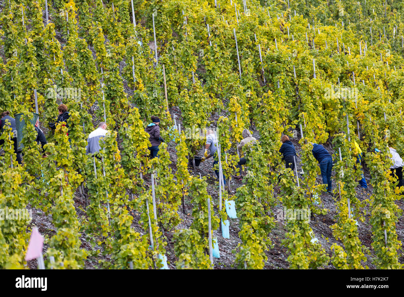 Grape harvest in the Moselle valley, Germany Stock Photo - Alamy