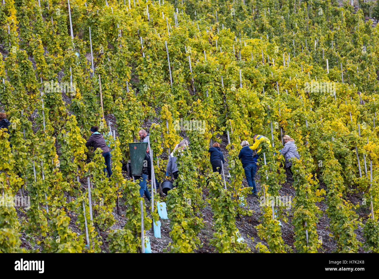 Grape harvest in the Moselle valley, Germany Stock Photo - Alamy