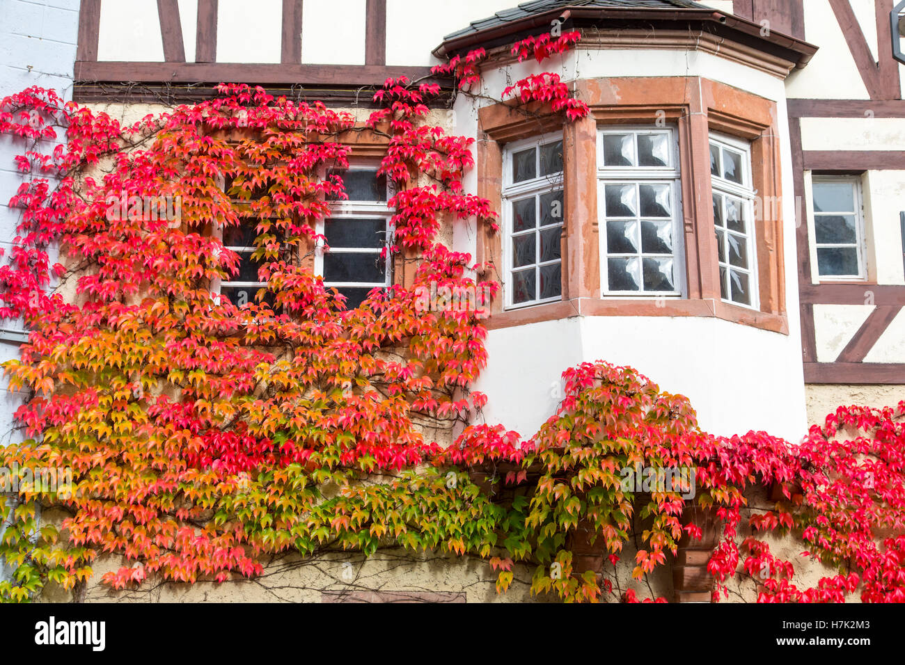 Fall colored leaves at the facades of houses in the Moselle valley ...