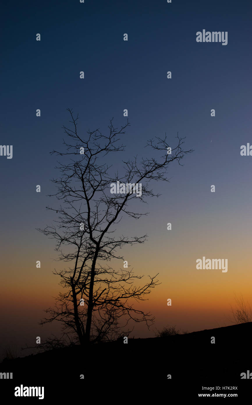 single beautiful tree in twilight Stock Photo - Alamy