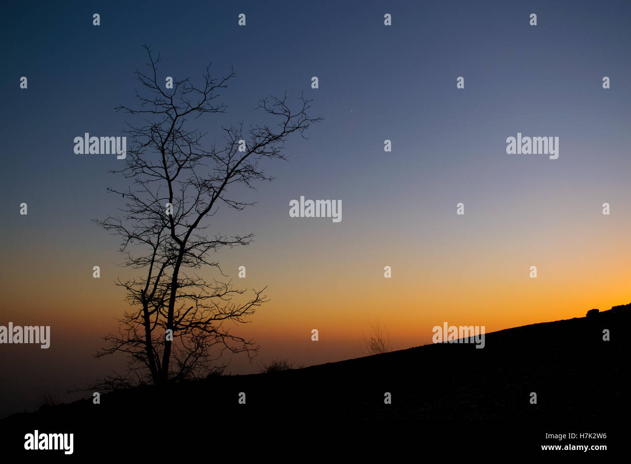 alone and pride tree in sunset Stock Photo - Alamy