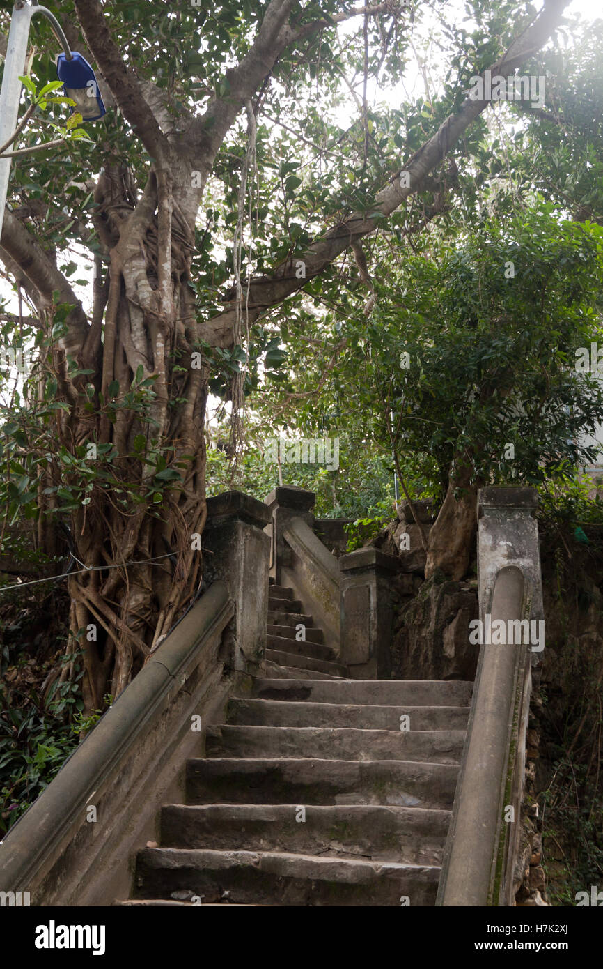 Stairway jungle hi-res stock photography and images - Alamy