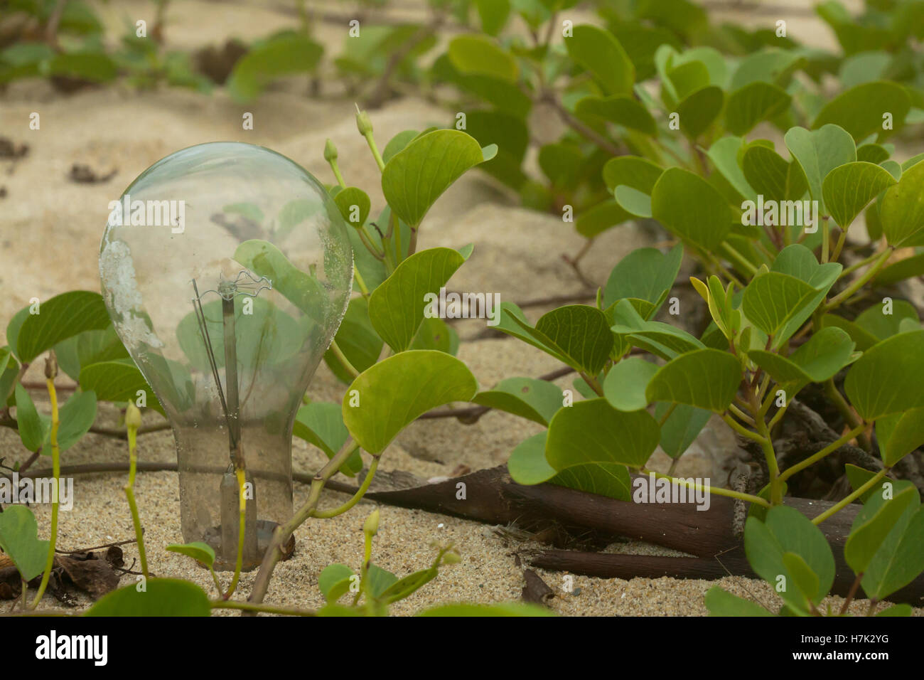 Light bulb on the beach Stock Photo - Alamy