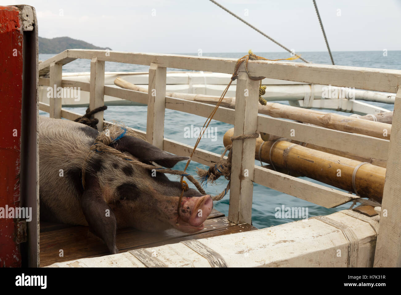 Pig transport hi-res stock photography and images - Alamy