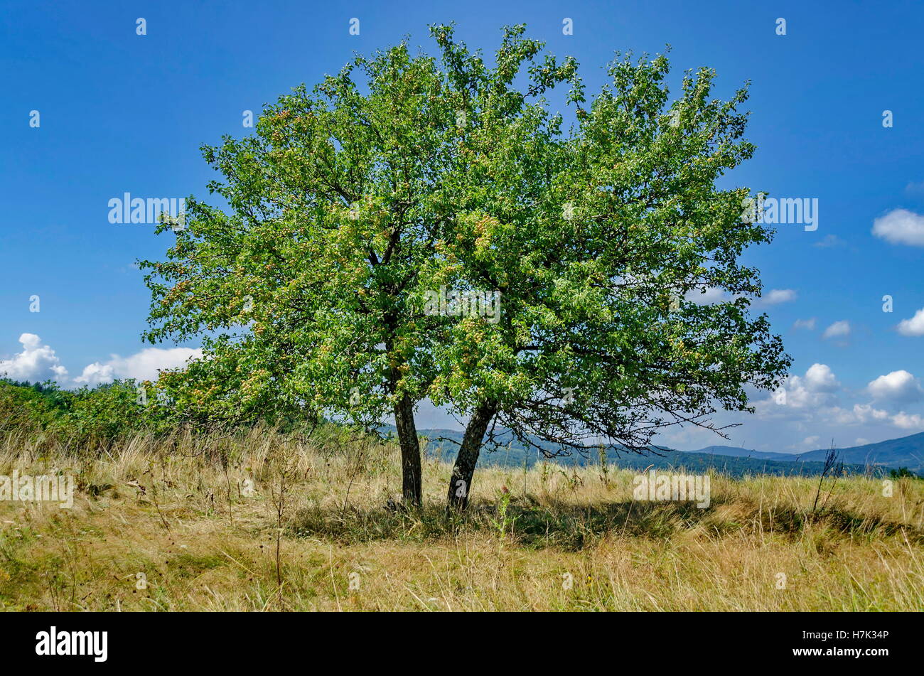 Wild single pear tree with fruits in the glade, Plana mountain ...