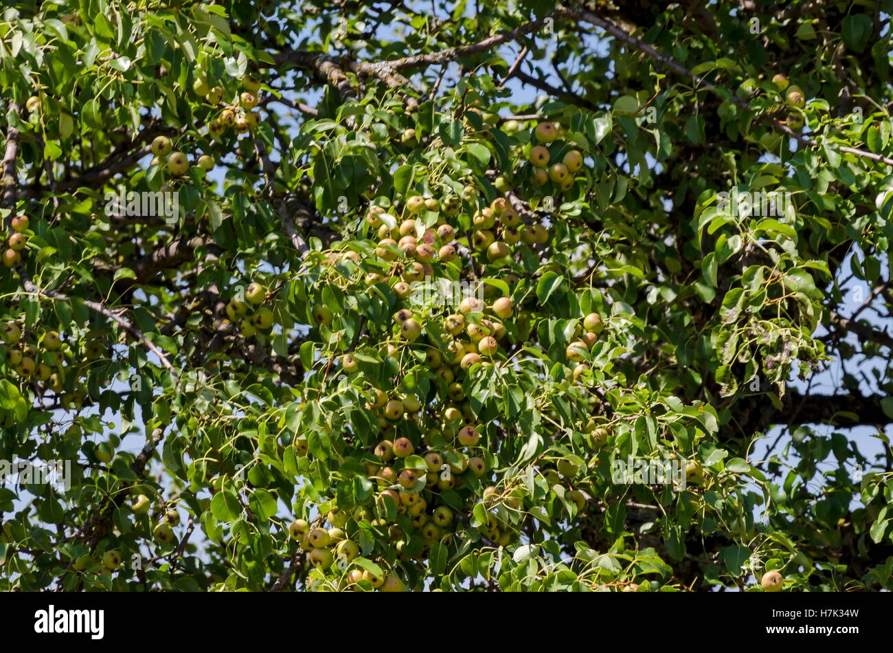 Branch of wild pear tree with fruits close up, Plana mountain, Bulgaria ...