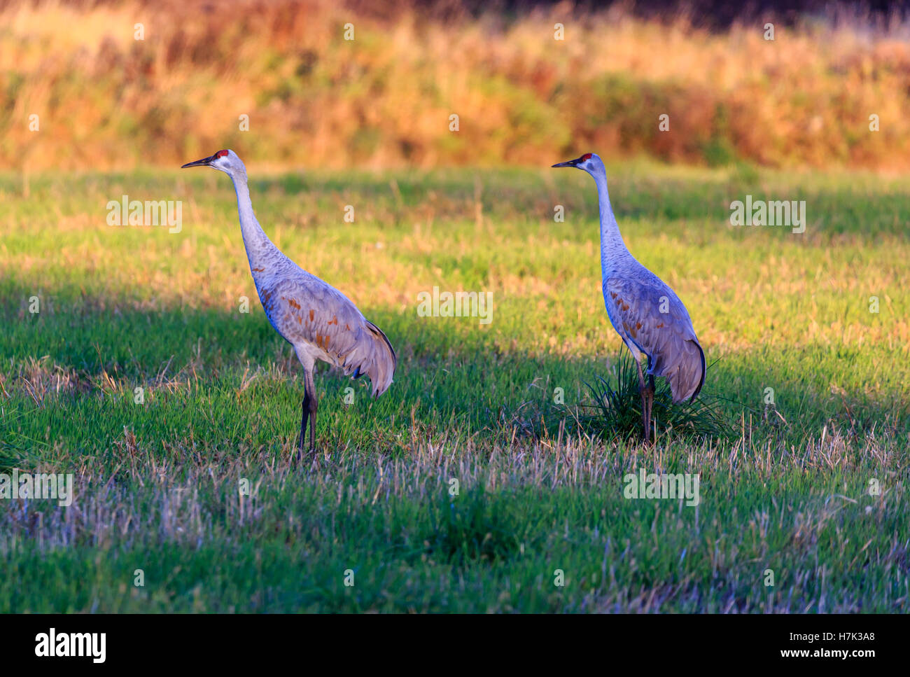 Sandhill cranes standing in hi-res stock photography and images - Alamy
