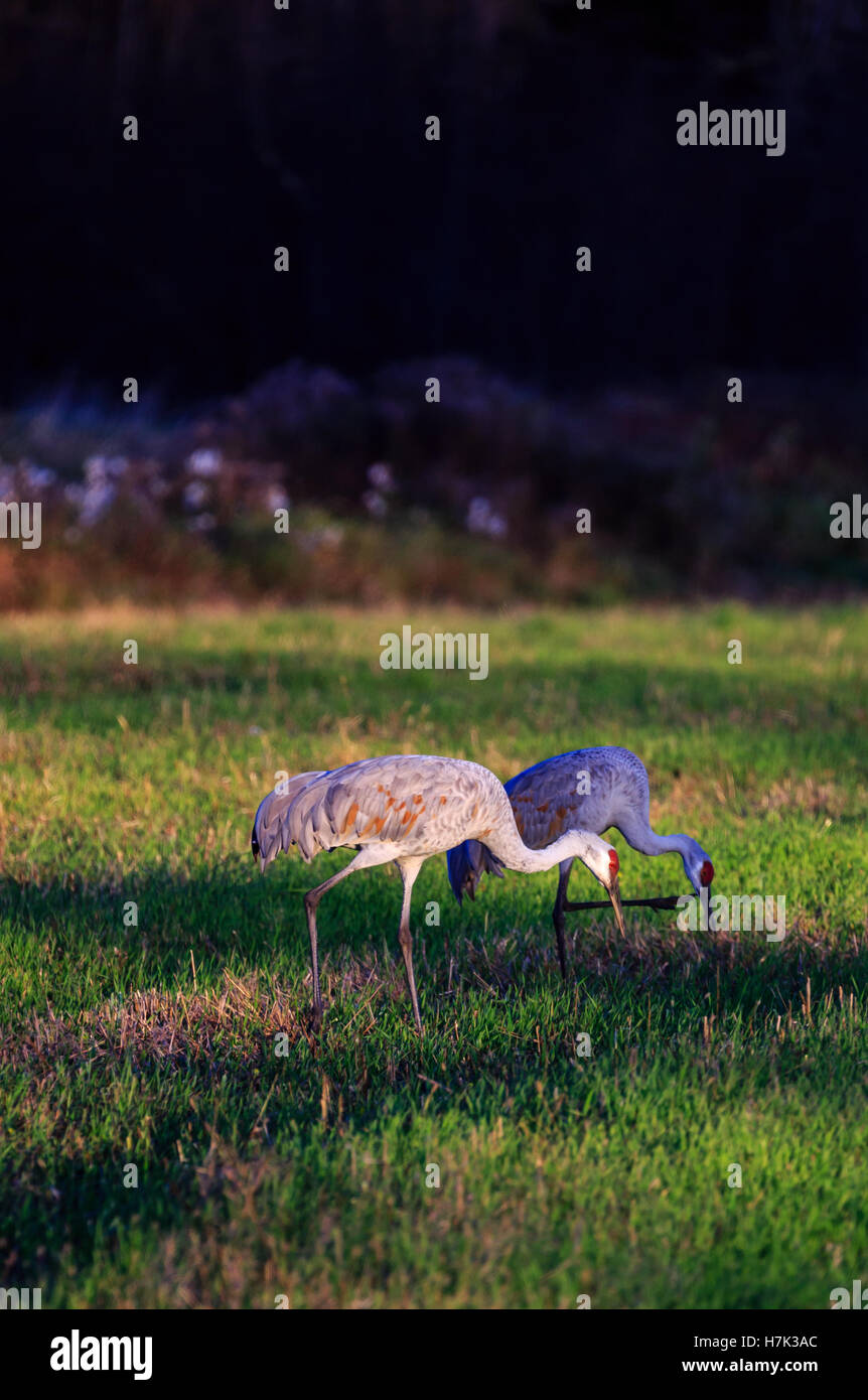 Two Sandhill Cranes eating late in the day Stock Photo - Alamy
