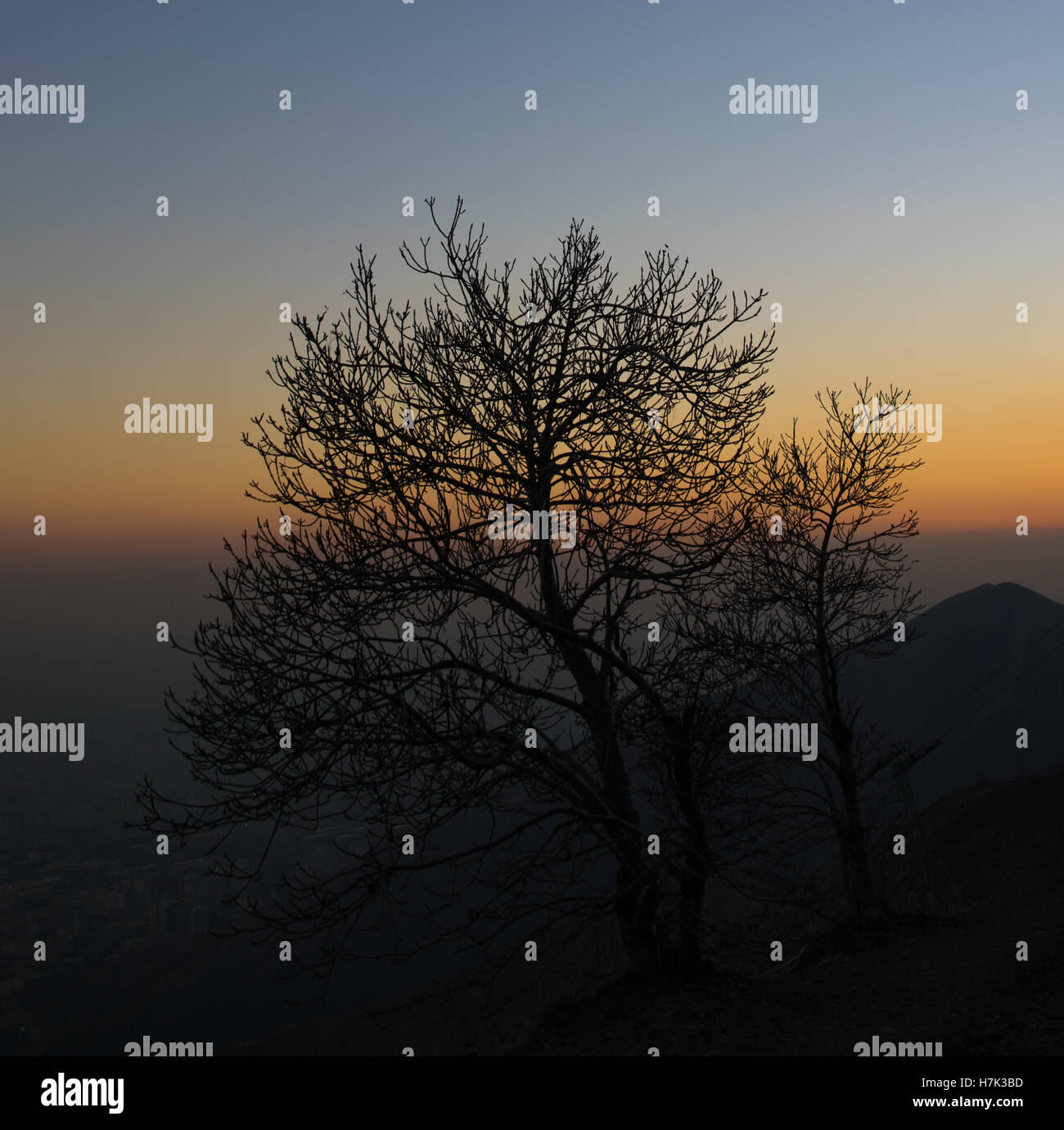 two trees in twilight Stock Photo - Alamy