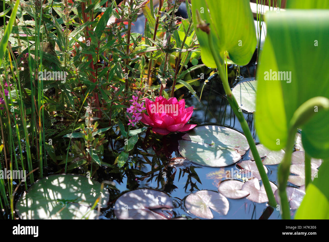 Rathenow garden hi-res stock photography and images - Alamy