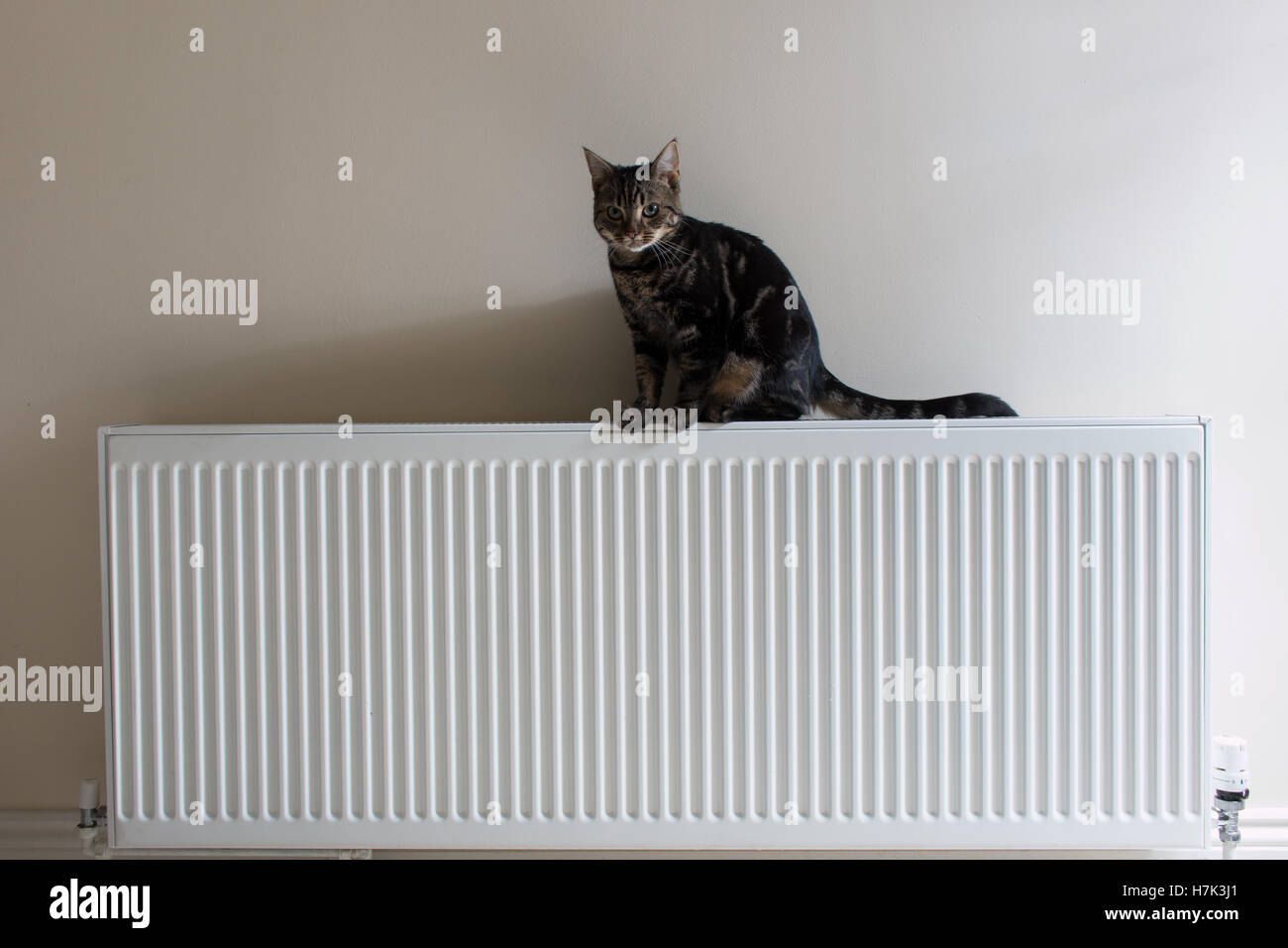 Sitting against radiator hi-res stock photography and images - Alamy