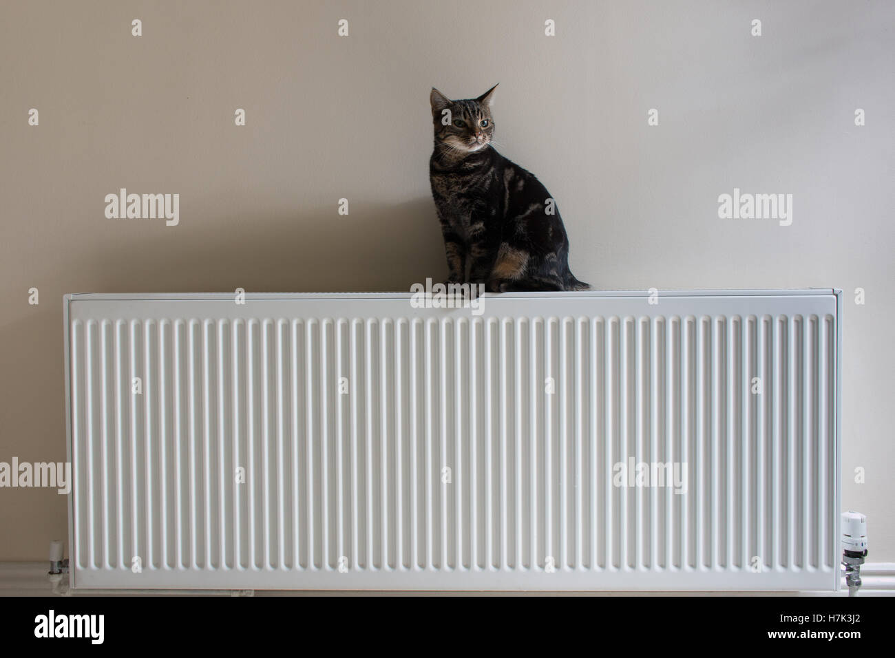 Young tabby cat standing on top of a radiator against a beige wall ...