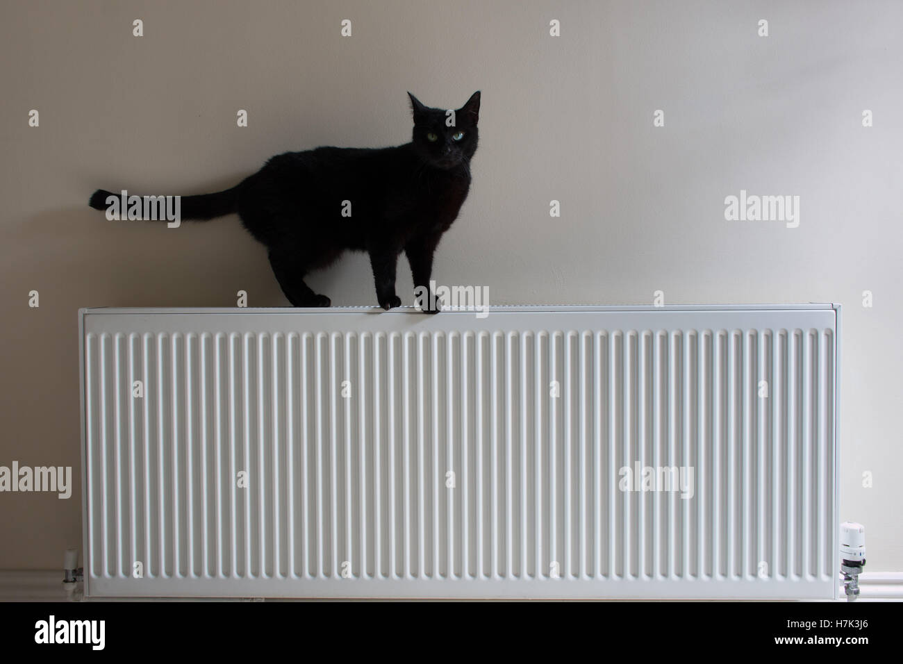 Cat sitting on radiator hi-res stock photography and images - Alamy