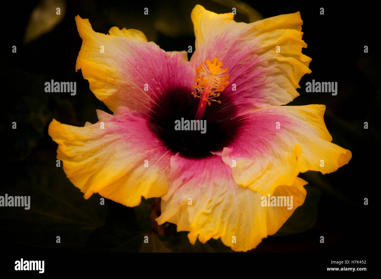 A single multi colored hibiscus blooming in a flower garden Stock Photo ...