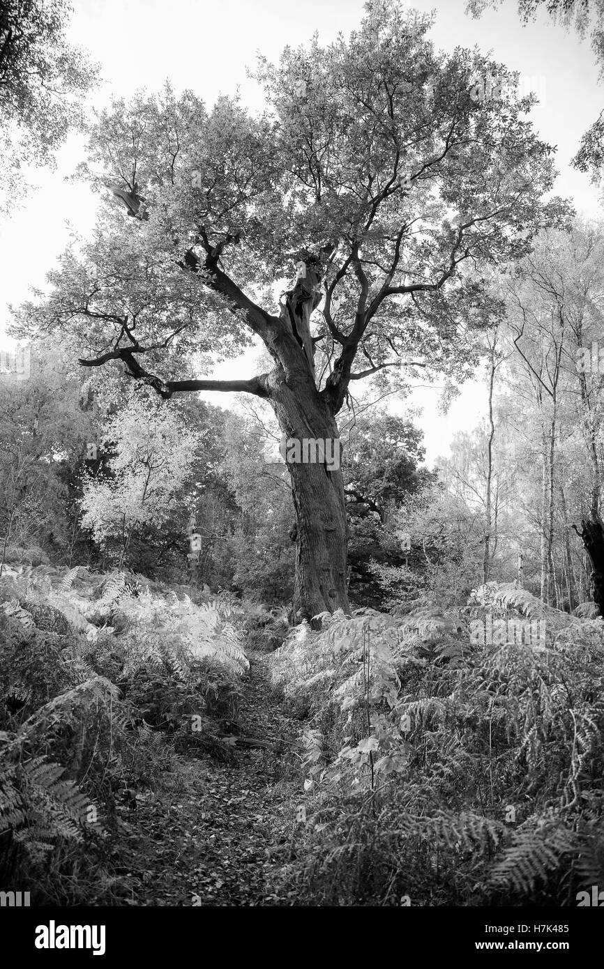 Robin hood sherwood forest Black and White Stock Photos & Images - Alamy