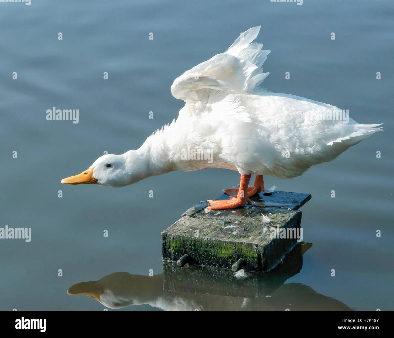 Dive pose hi-res stock photography and images - Alamy