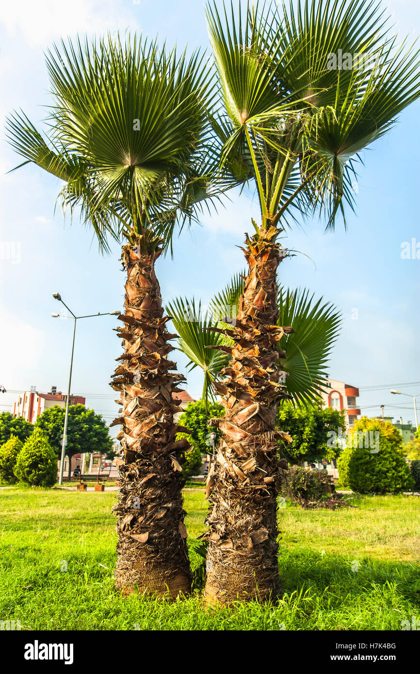 Palm tree palms trees hi-res stock photography and images - Alamy