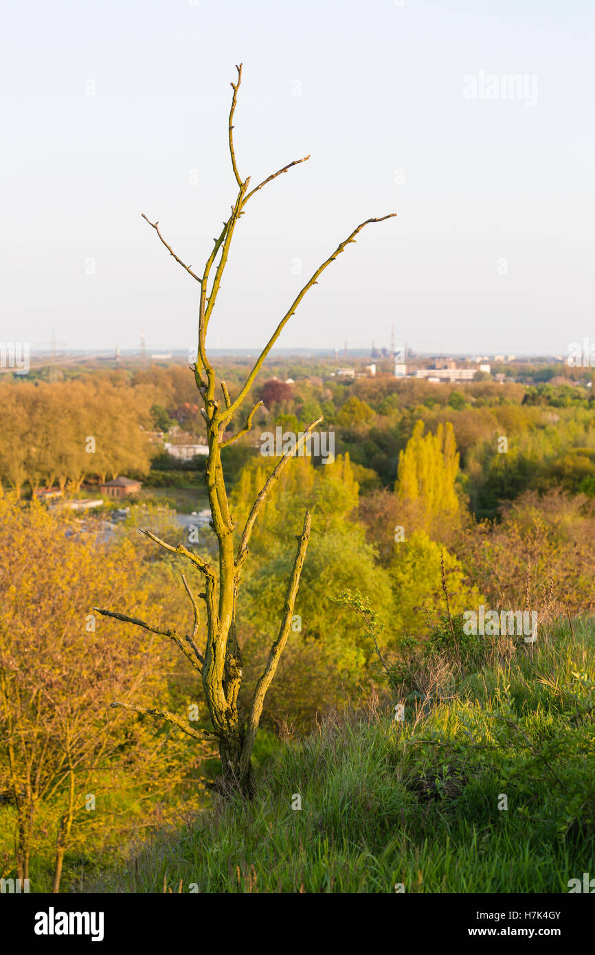 A dead tree on a slag heap in Duisburg, Germany with warm evening light ...