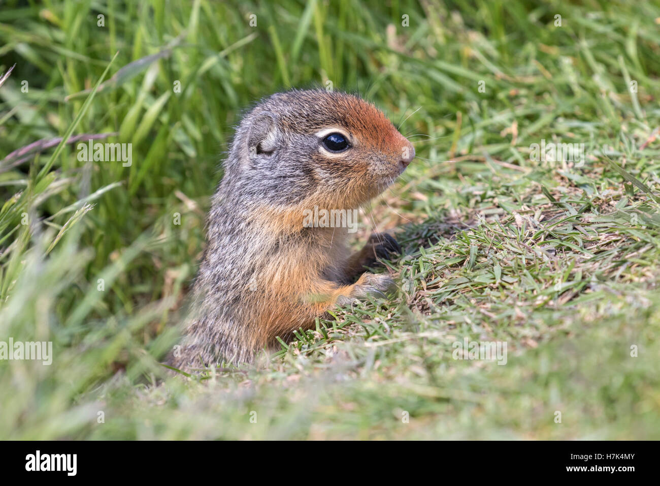 Columbian Ground Squirrel baby Stock Photo - Alamy