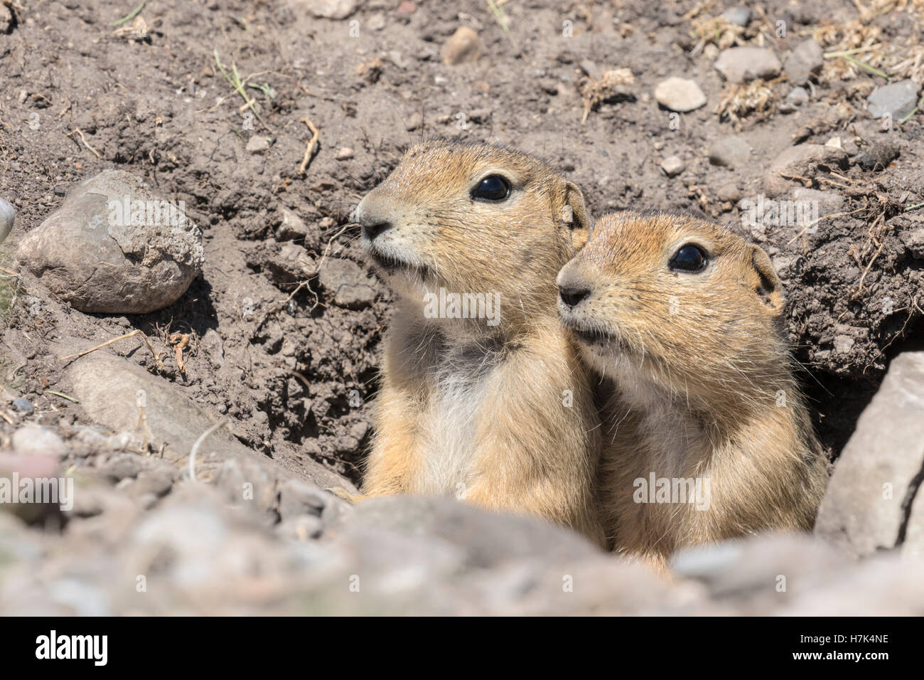 Gopher - Richardson's ground Squirrel Stock Photo - Alamy