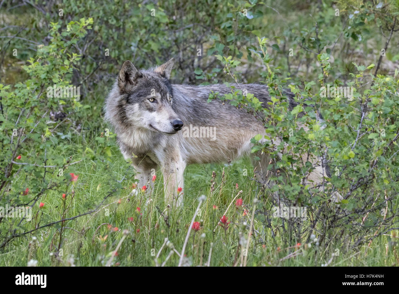 North american timber wolf hi-res stock photography and images - Alamy