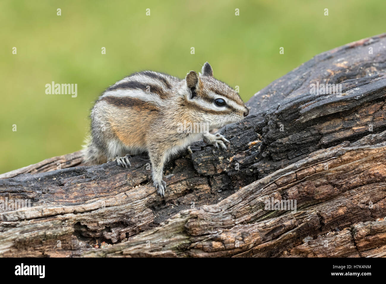 Chipmunk behavior hi-res stock photography and images - Alamy