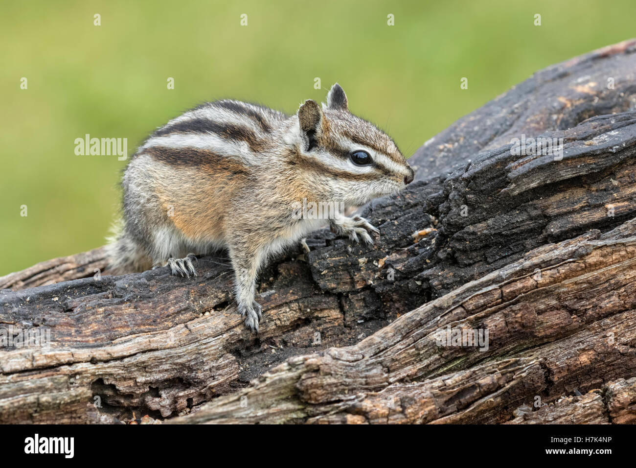 Chipmunk behavior hi-res stock photography and images - Alamy