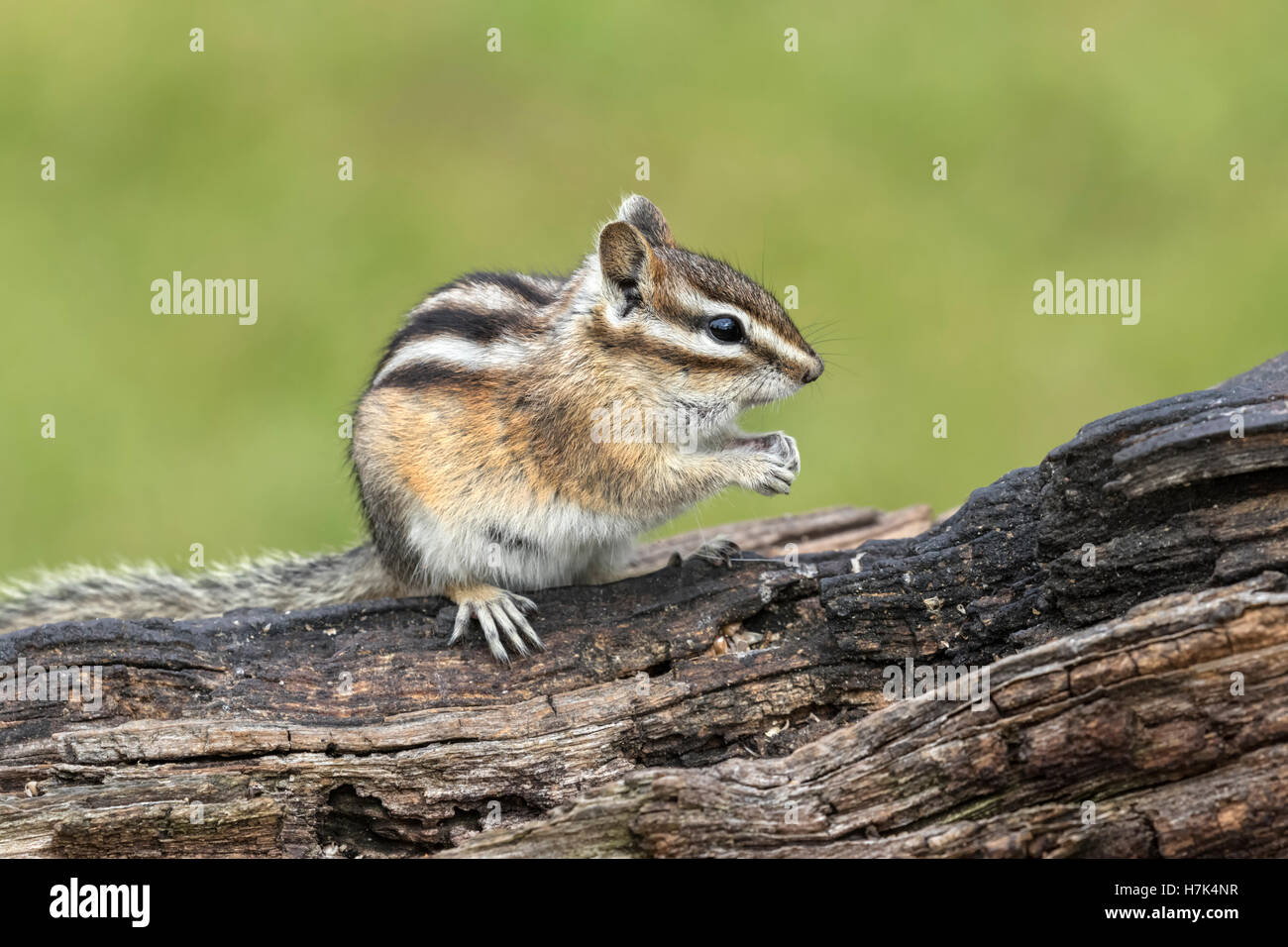 Chipmunk behavior hi-res stock photography and images - Alamy