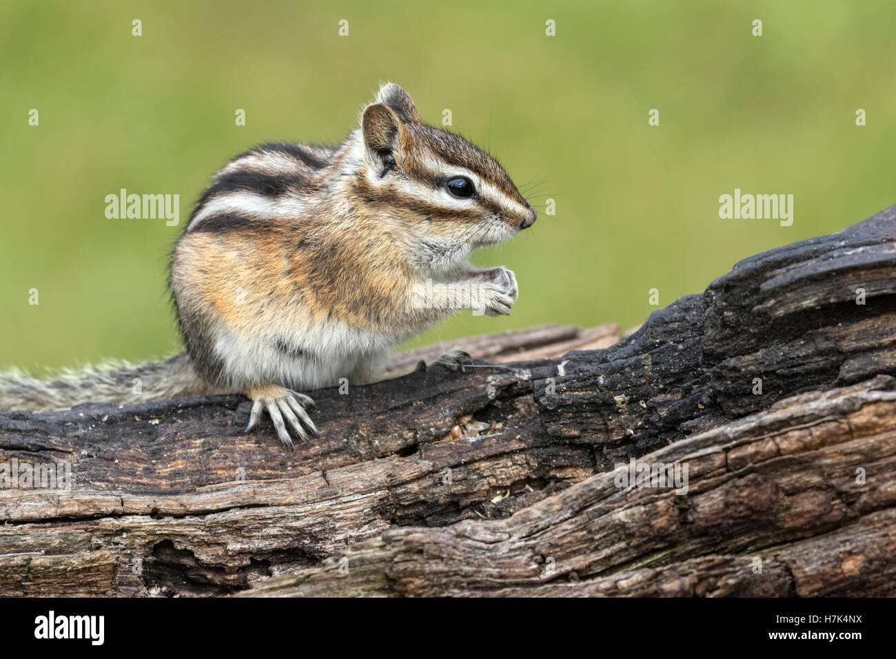 Chipmunk behavior hi-res stock photography and images - Alamy