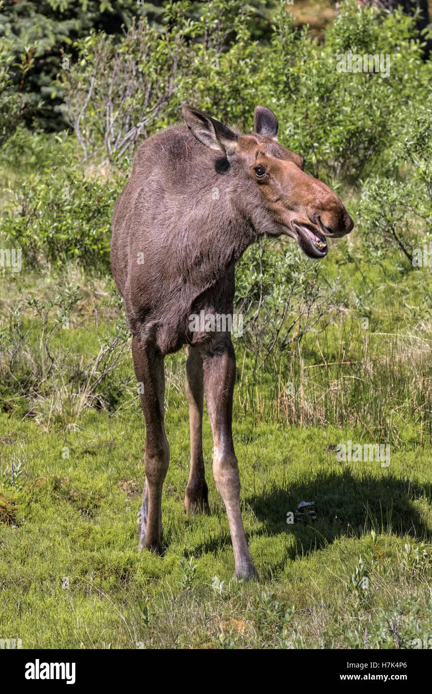 Large moose cow hi-res stock photography and images - Alamy