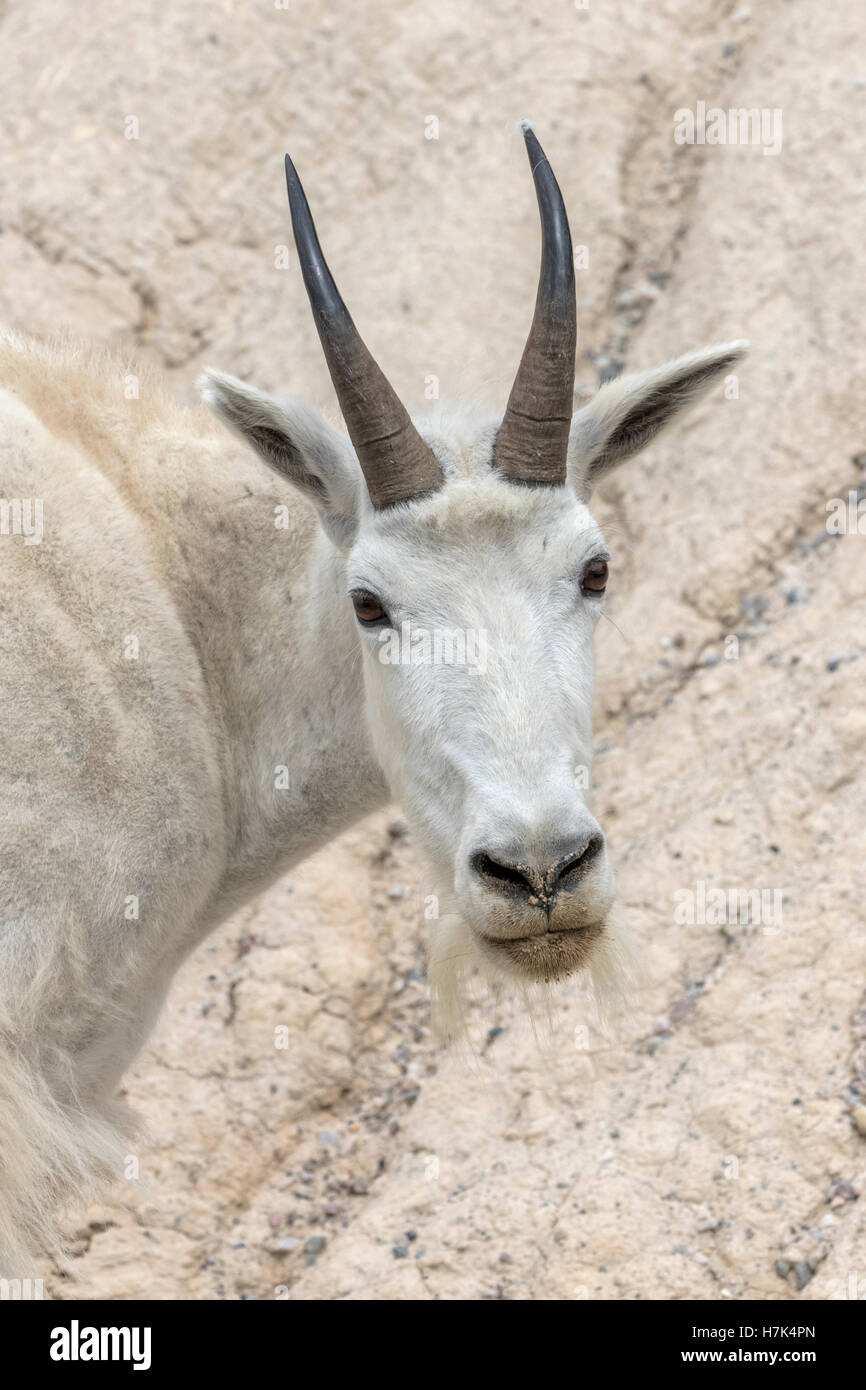 Goat face hi-res stock photography and images - Alamy
