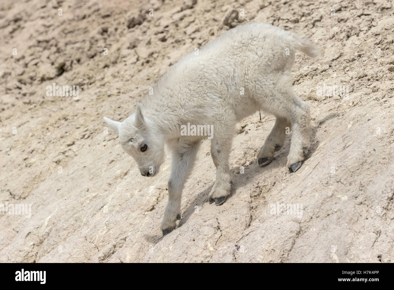 Goat walk hi-res stock photography and images - Alamy