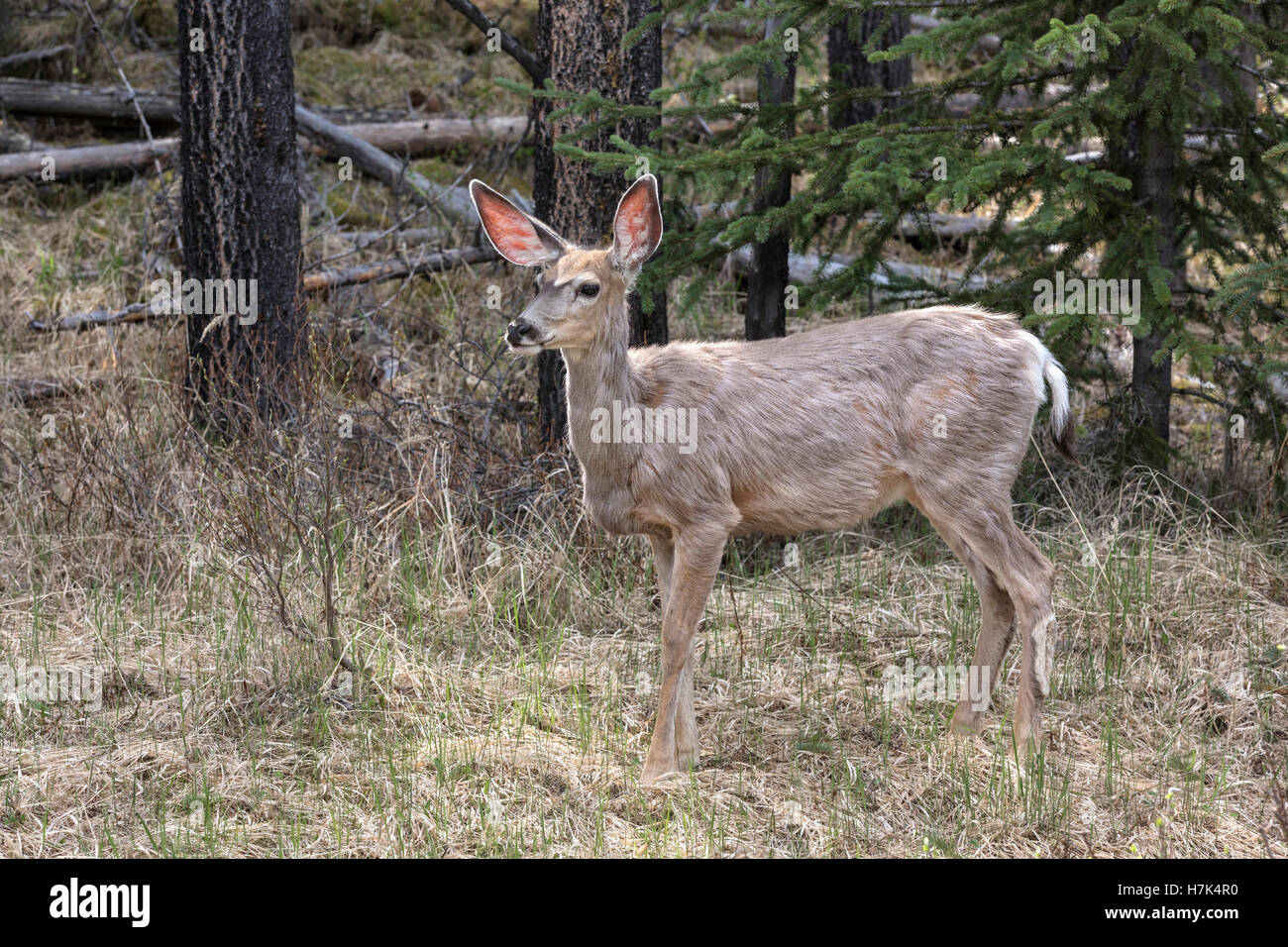 Canada Wilderness Survival Guide