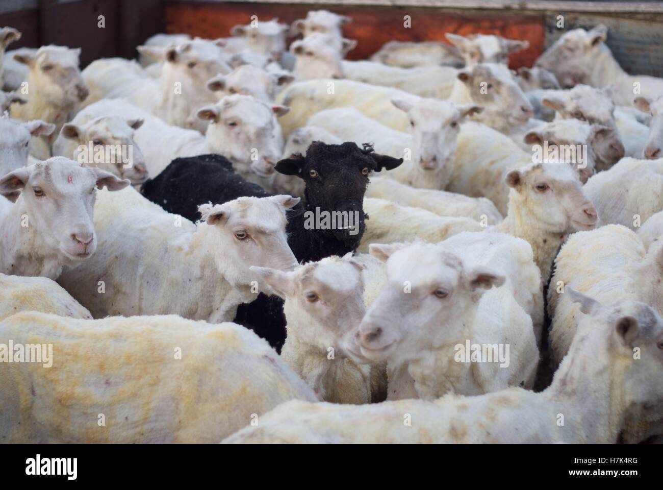 Sony sheep hi-res stock photography and images - Alamy