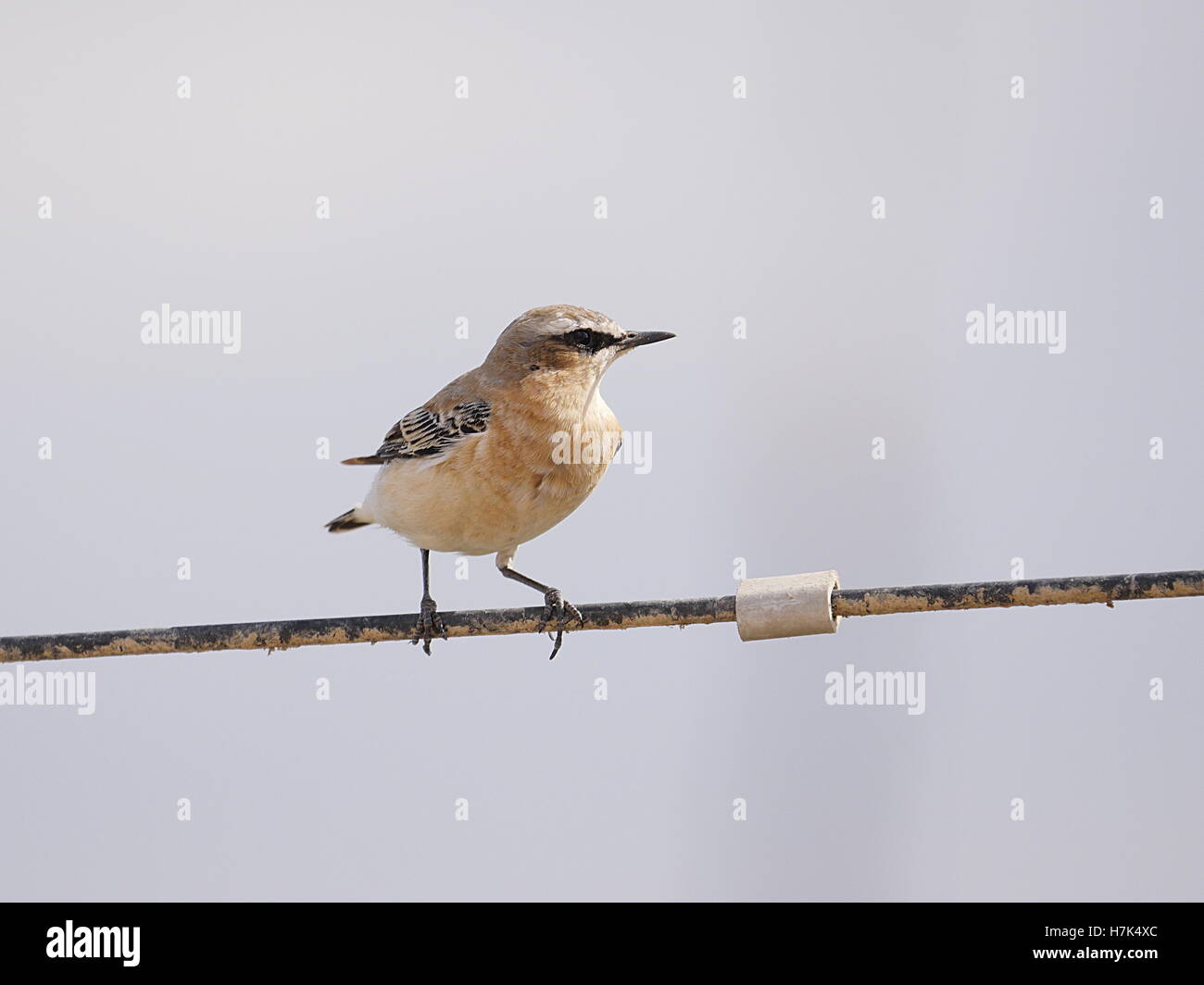 Bird on a wire Stock Photo - Alamy