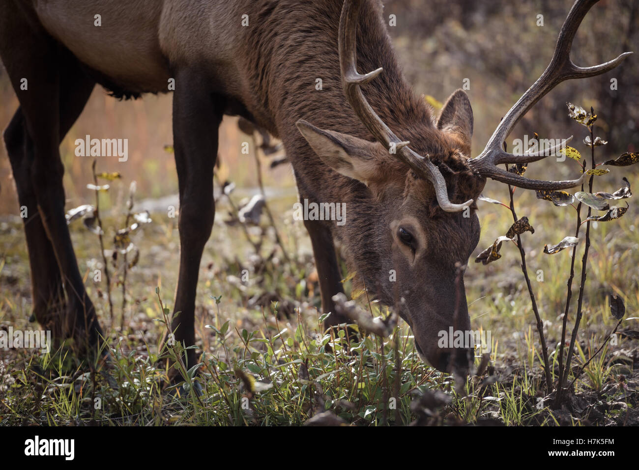 Elk in a medow 11 Stock Photo - Alamy