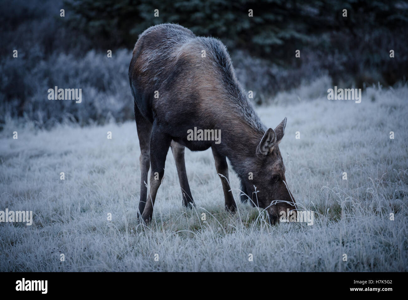 Female moose hunter hi-res stock photography and images - Alamy