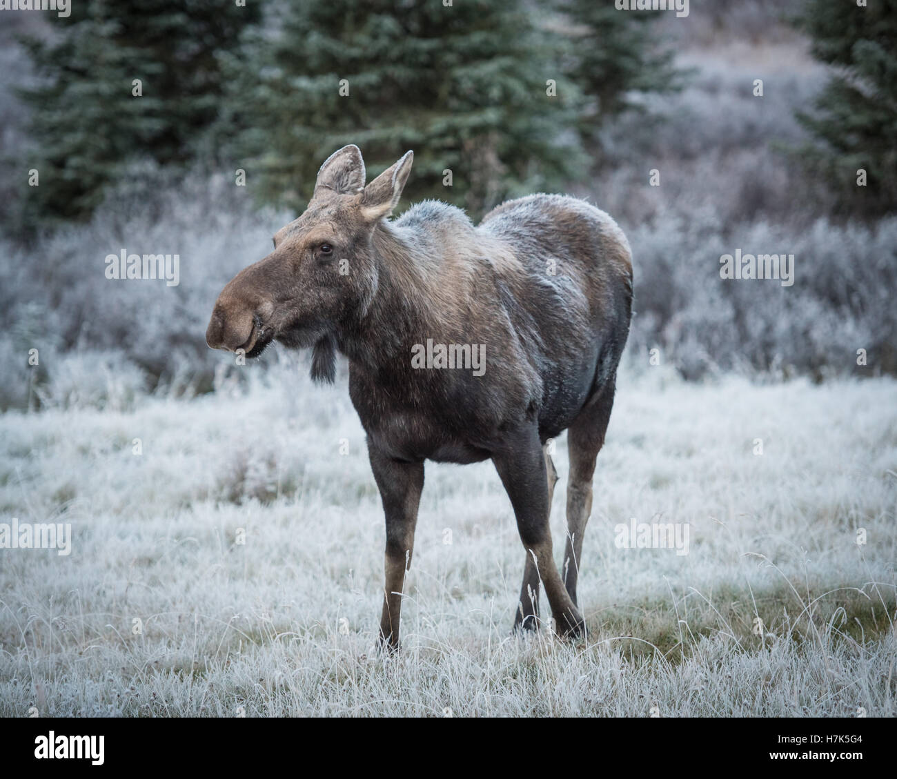 Female moose hi-res stock photography and images - Alamy