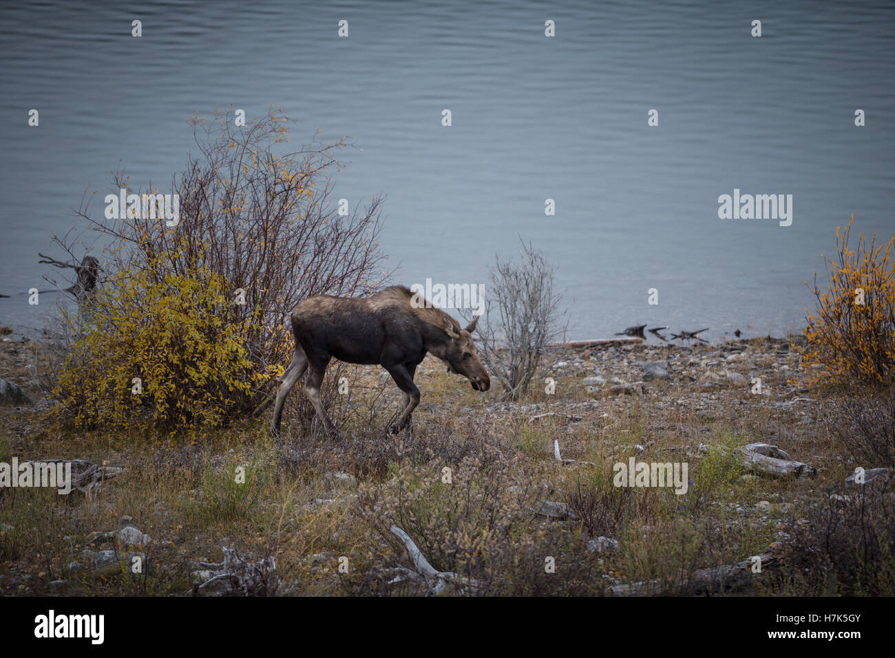 Female moose hunter hi-res stock photography and images - Alamy