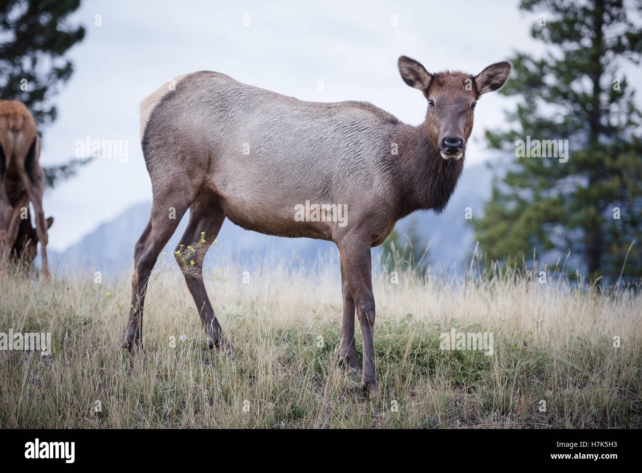 Elk in a medow 2 Stock Photo - Alamy