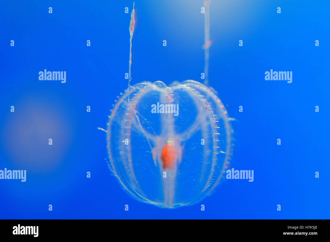 Sea Gooseberry in the blue ocean Stock Photo - Alamy