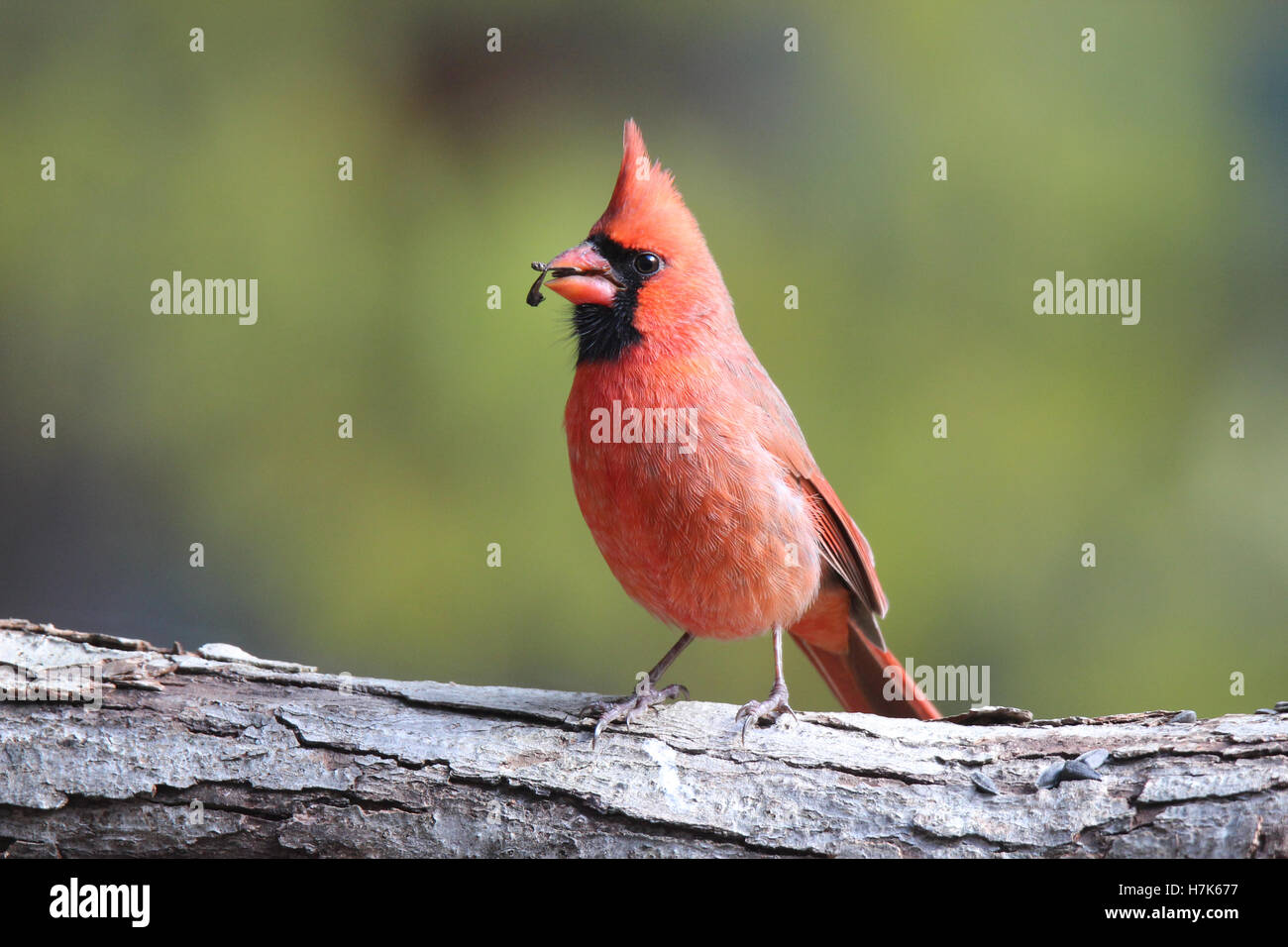 A bright red male northern cardinal (Cardinalis cardinalis) perching on ...